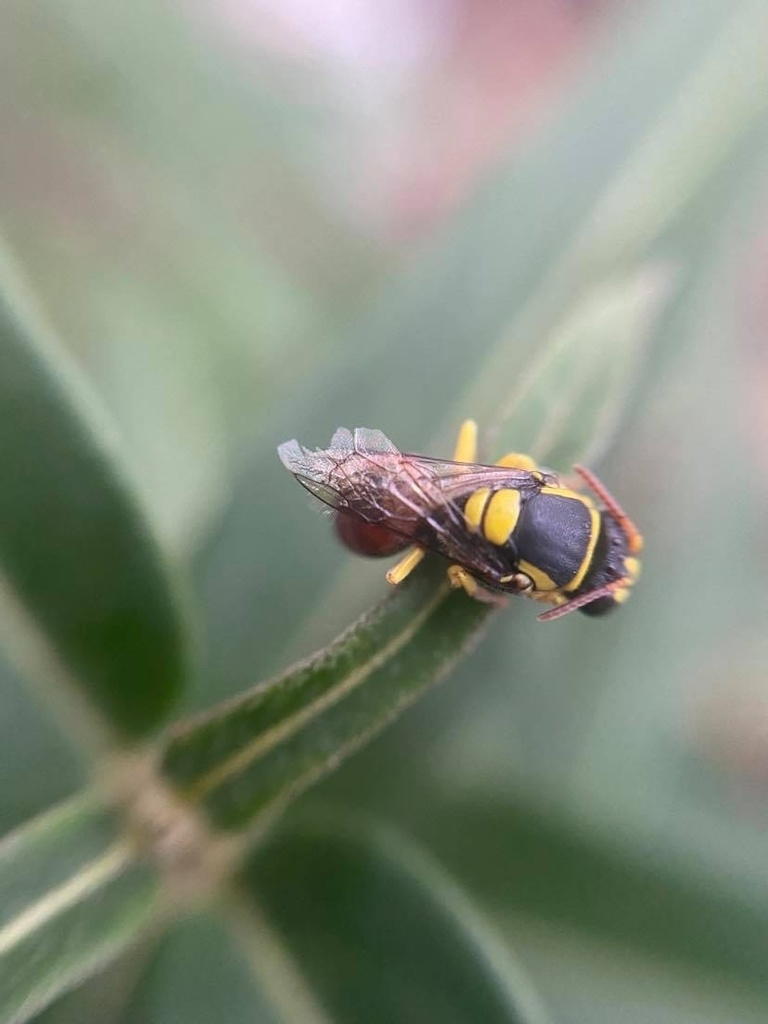 Elegant Masked Bee from Kanangra Reserve, Kingswood, NSW, AU on May 21 ...