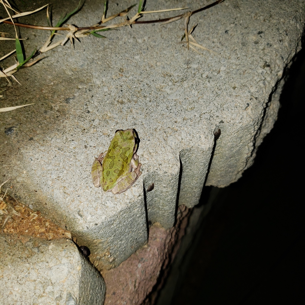 Japanese Tree Frog from Asan-si, Chungcheongnam-do, South Korea by ...