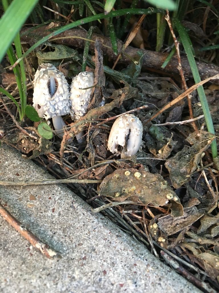 scaly ink cap from 4415 Pershing Ave, Fort Worth, TX, US on May 20 ...