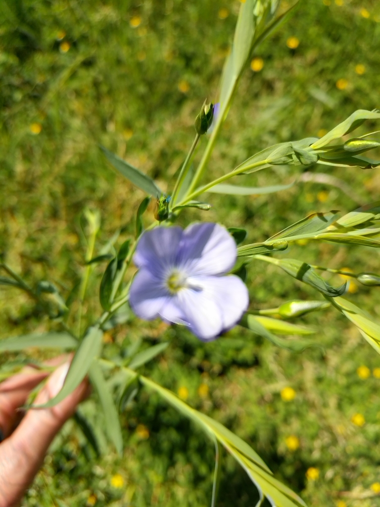 common flax from Fresno, CA 93711, USA on April 18, 2020 at 11:43 AM by ...