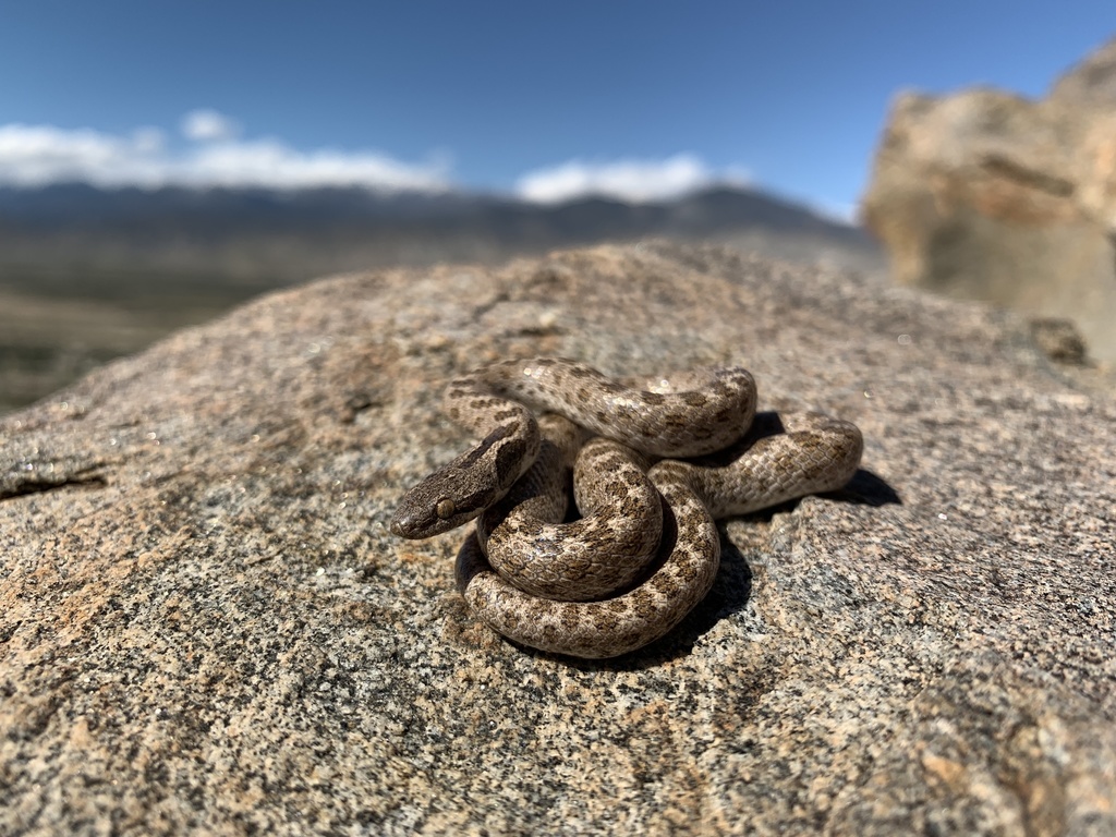 Coast Night Snake from Cabazon, CA, US on March 22, 2020 at 03:01 PM by ...