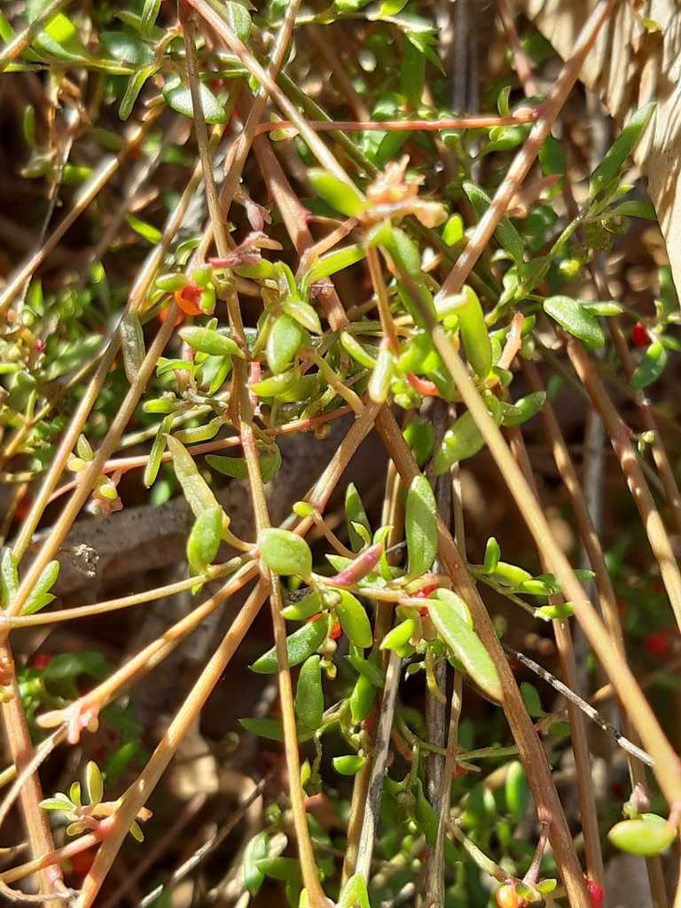 Saltbushes from Narrandera Wetlands on May 18, 2020 at 12:22 PM by ...