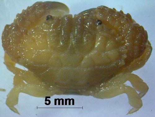 (Williamstimpsonia stimpsoni)