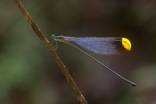 Género Microstigma · iNaturalist Mexico