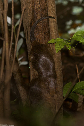 Giant Tree Rats (Genus Toromys) · iNaturalist