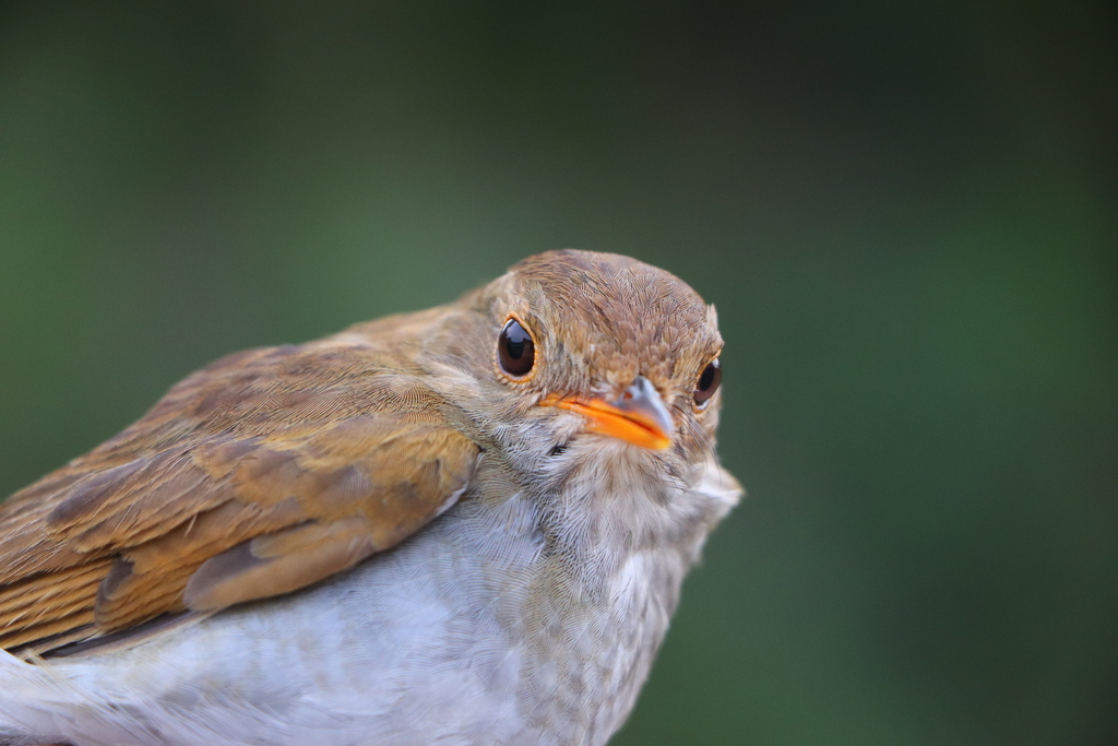 Orange-billed Nightingale-Thrush from Rancho El sinaí- Jilotepec, Ver ...