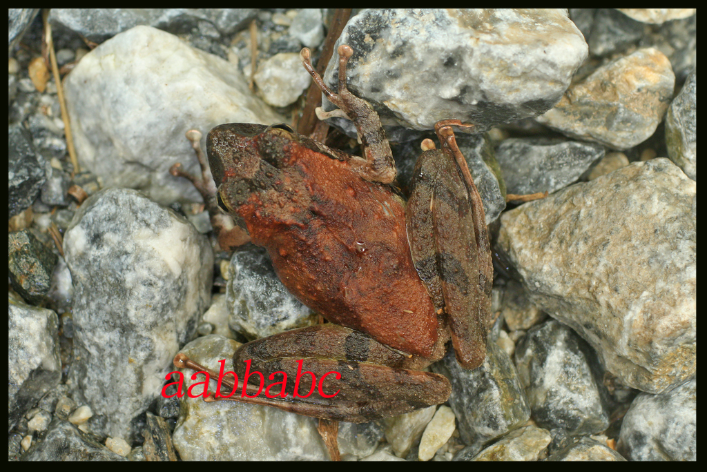 Ryukyu Kajika Frog from 日本沖繩縣國頭郡國頭村 on May 26, 2015 at 12:35 PM by ...