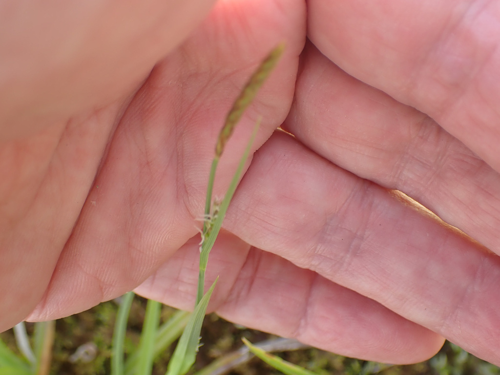 Slender Loose-flowered Sedge from Jefferson County, NY, USA on May 20 ...