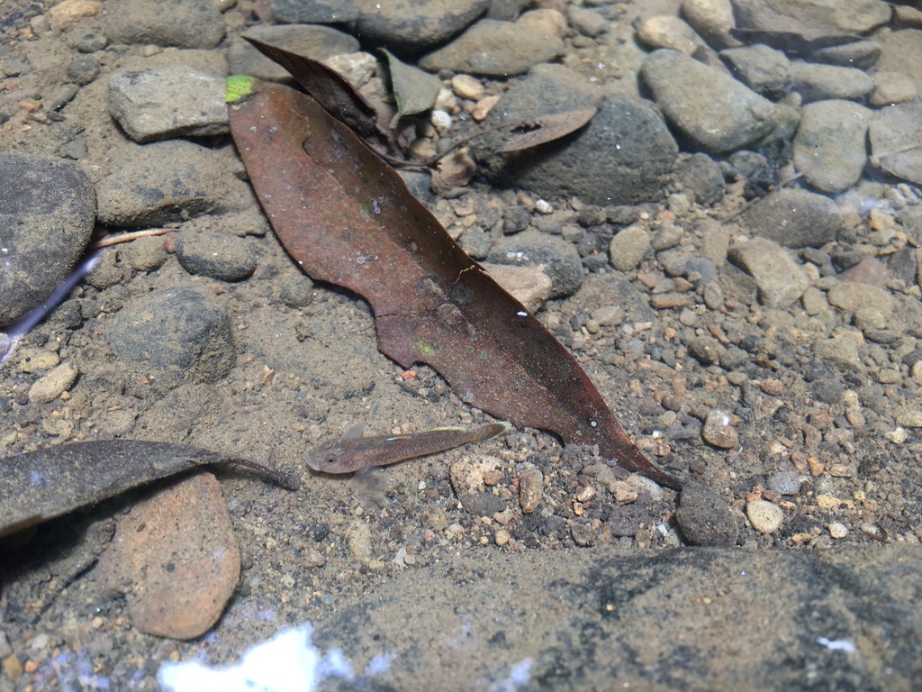 Red-spotted Goby from 三峽區, TW on May 01, 2020 at 03:36 AM by Yayun Jeng ...