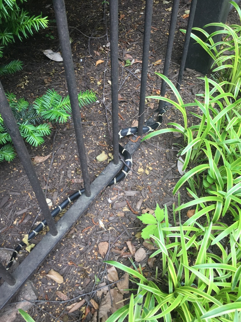 Eastern Kingsnake from E Byrd St, Richmond, VA, US on May 21, 2020 at ...