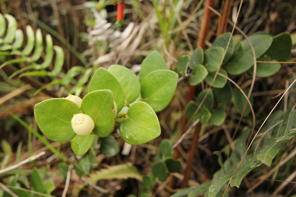 Macleania epiphytica from 巴拿馬聖達菲 on June 6, 2015 at 11:47 PM by ...
