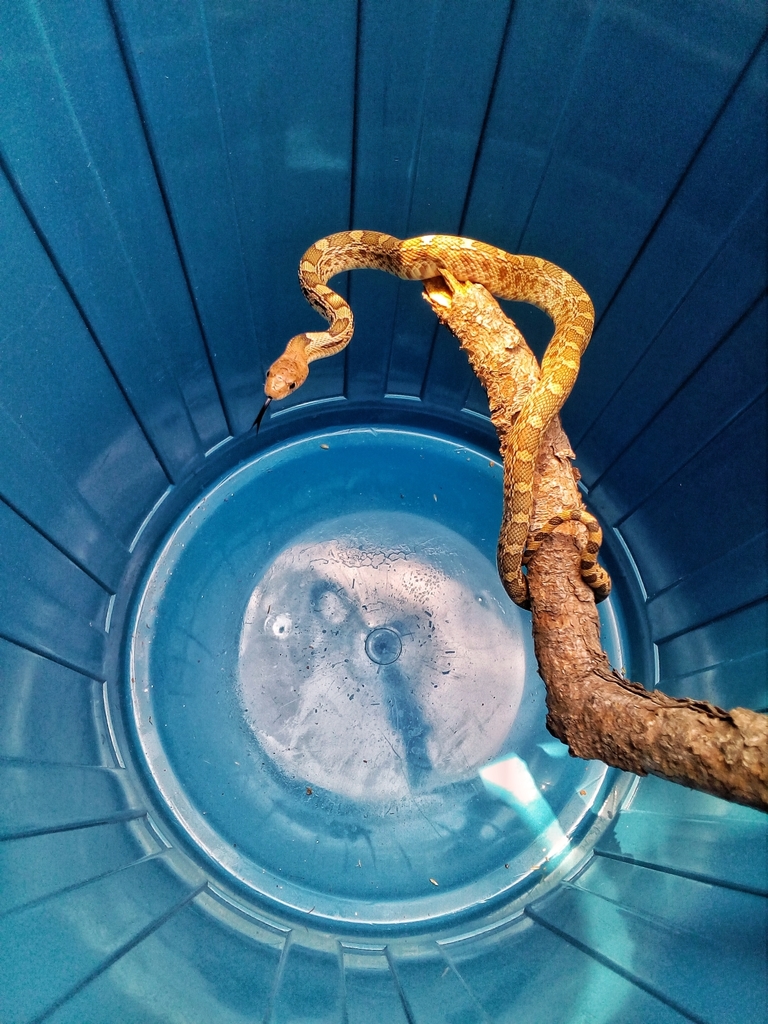 Mexican Bull Snake from Rincón de Los Copales, 45640 San Agustín, Jal ...