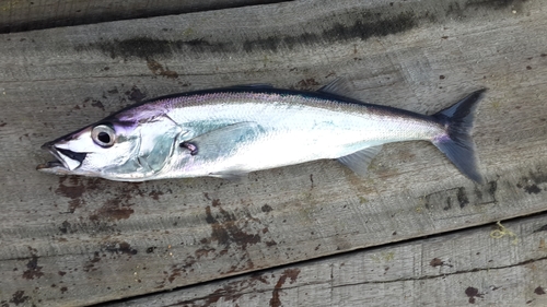 Sleek Lates (Lates stappersii) · iNaturalist United Kingdom