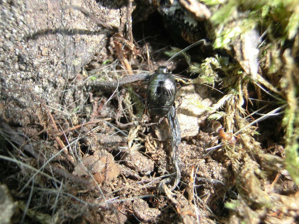 Saprinus semistriatus from Pirschheide, Potsdam, Deutschland on May 21 ...