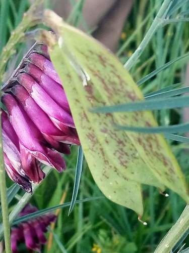 Vicia sicula · iNaturalist