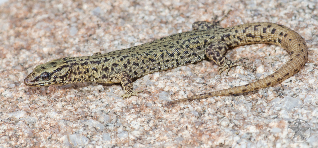 Arizona Night Lizard in March 2014 by Hunter McCall · iNaturalist