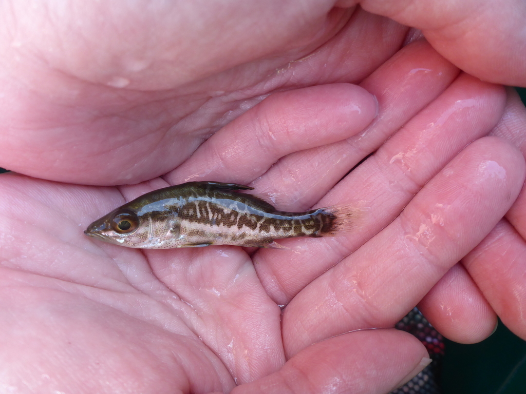 Lates in April 2018 by leolorber · iNaturalist