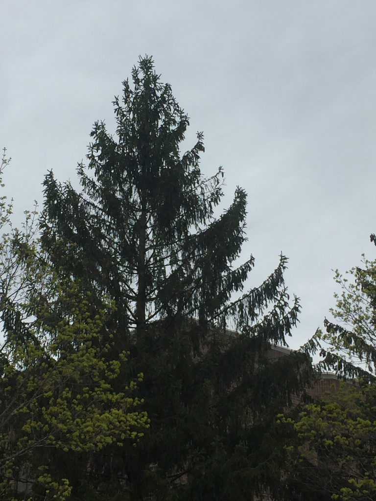 Norway spruce from Eastern Connecticut State University, Windham, CT ...