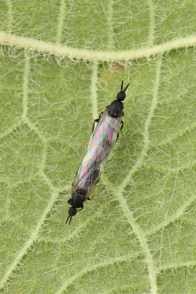 Coboldia fuscipes from 中国江苏省常州市金坛区金山路 on May 21, 2020 at 03:13 PM by 豆豆 ...