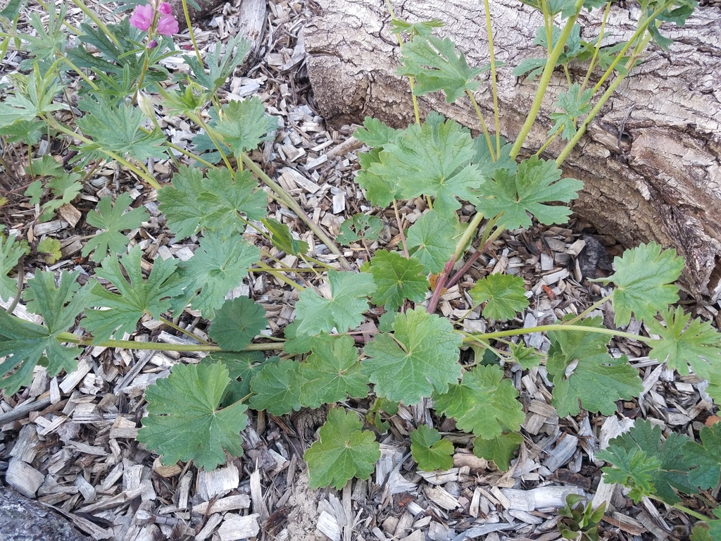 Henderson's Checker-mallow in May 2020 by Daron Williams · iNaturalist
