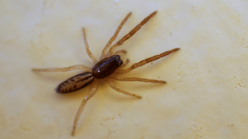 Aysenoides simoi · iNaturalist