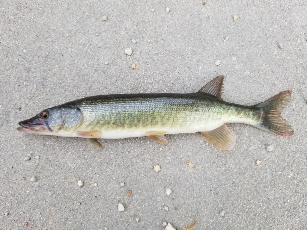 Grass Pickerel from Wayne County, MO, USA on May 21, 2020 at 05:34 PM ...