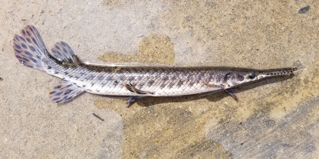 Spotted Gar from Wayne County, MO, USA on May 21, 2020 at 03:04 PM by ...