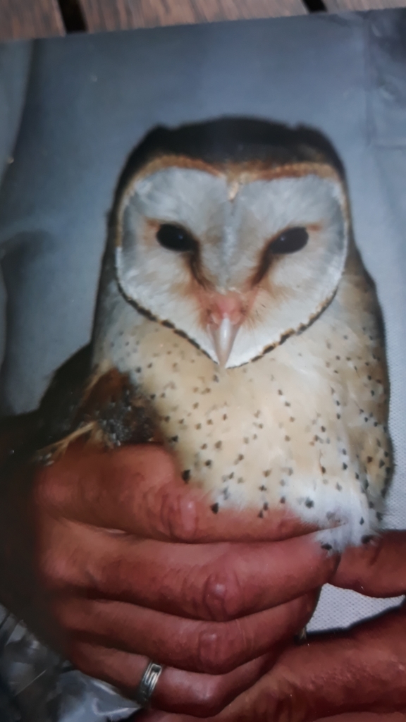 Barn Owl from Baie Lazare, Seychelles on May 22, 2020 at 11:19 AM by ...
