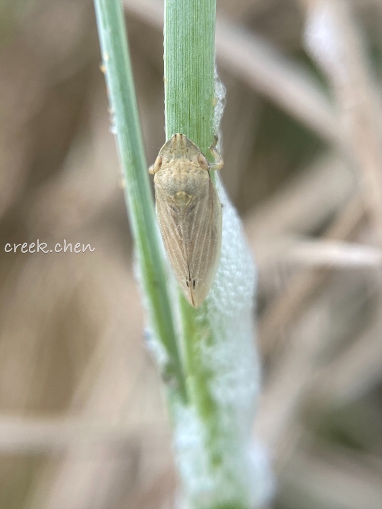 Clovia puncta from 貢寮區, TW on May 21, 2020 at 11:26 AM by creek ...