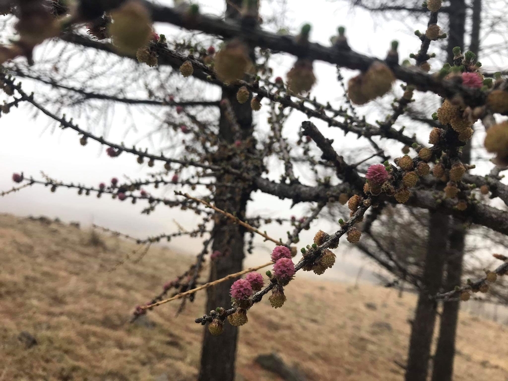 Siberian larch from Bayanzurkh, Mongolia on May 22, 2020 at 07:37 PM by ...