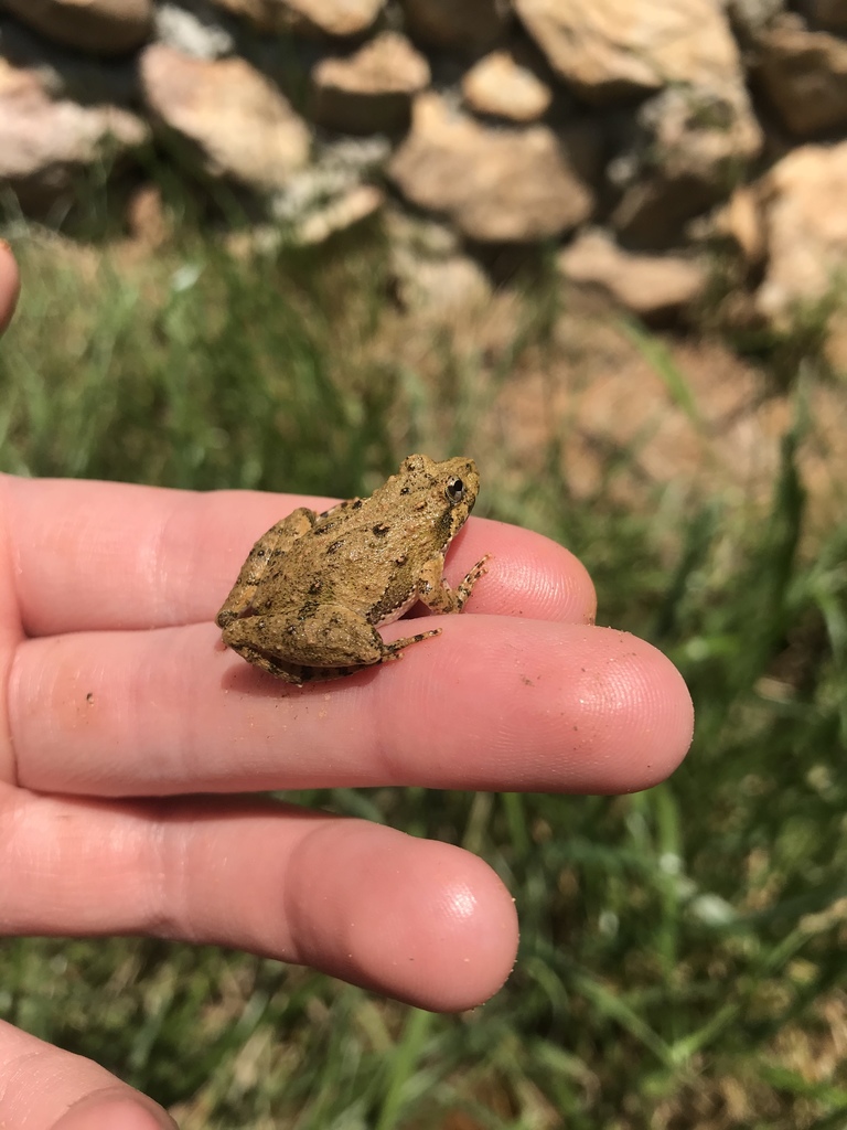 Northern Cricket Frog from Garffe Sherron Rd, Wake Forest, NC, US on ...