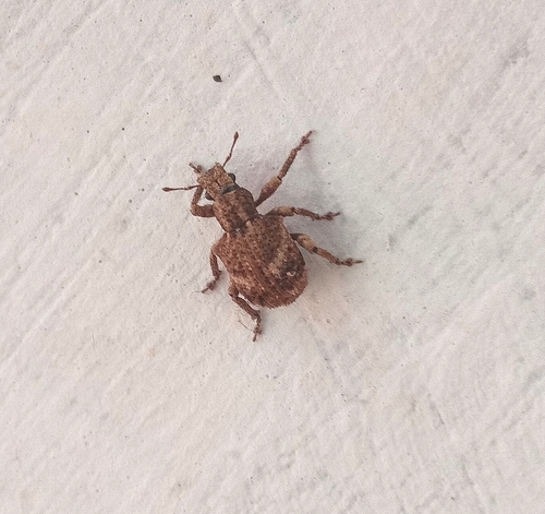 Blosyrus asellus · iNaturalist