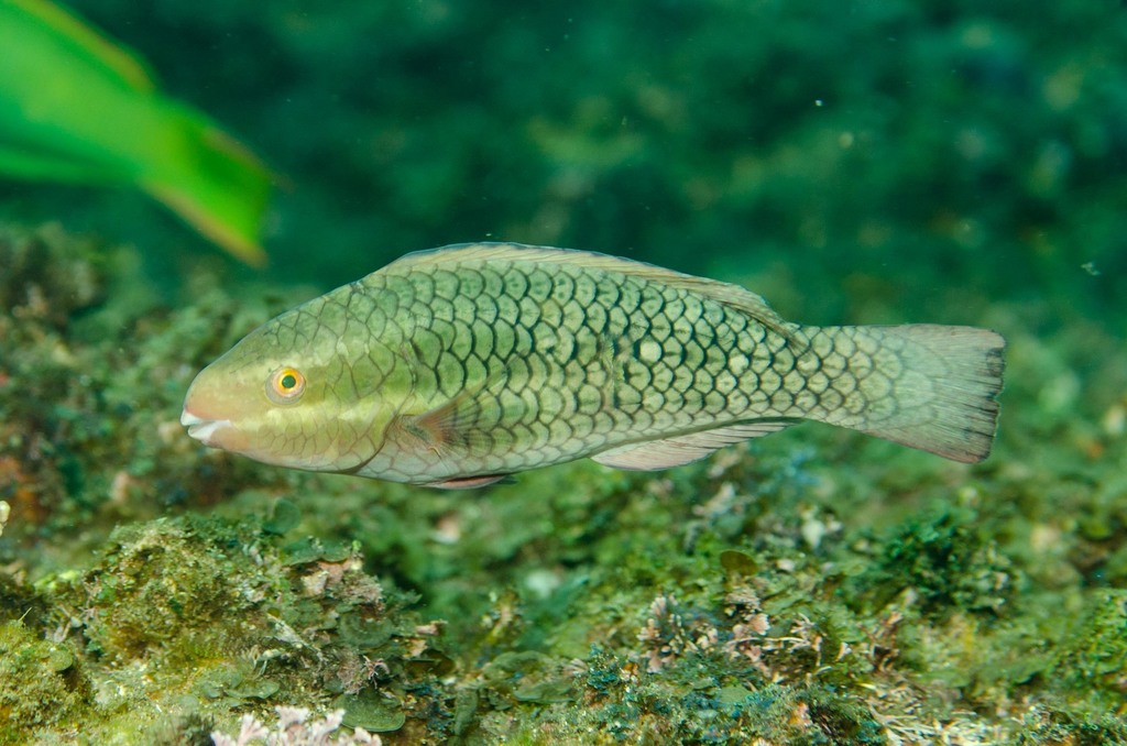 Rainbow Parrotfish Initial Phase