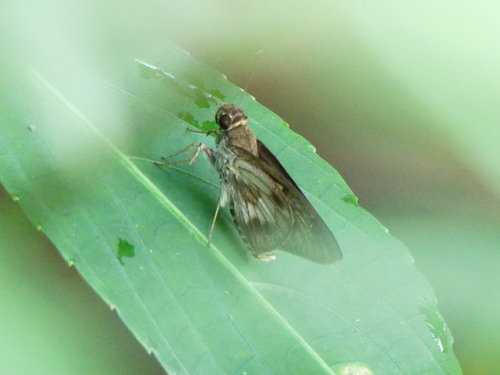 Genus Unkana · iNaturalist