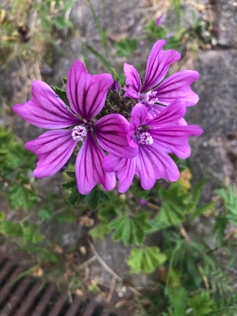 Common Mallow from Noordwelle on May 18, 2020 at 08:54 PM by J F ...