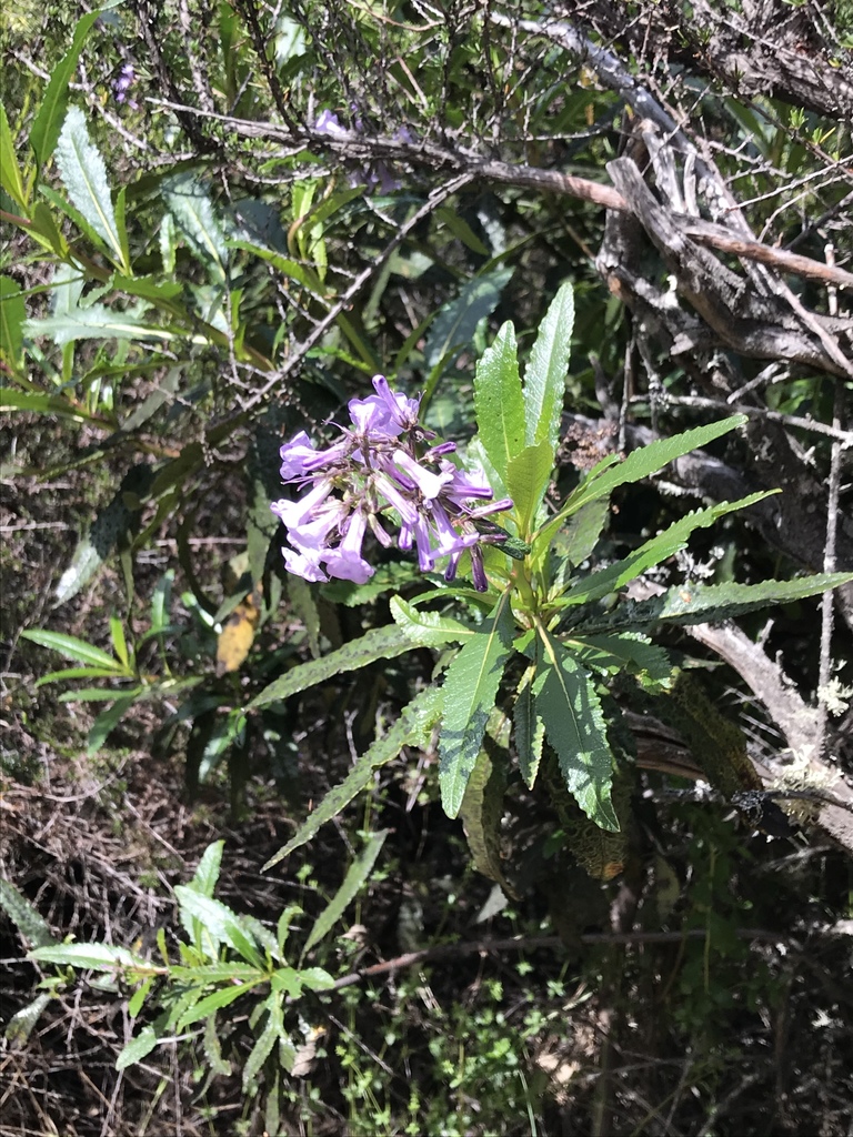 California yerba santa from Skyline Ridge Open Space Preserve, La Honda ...