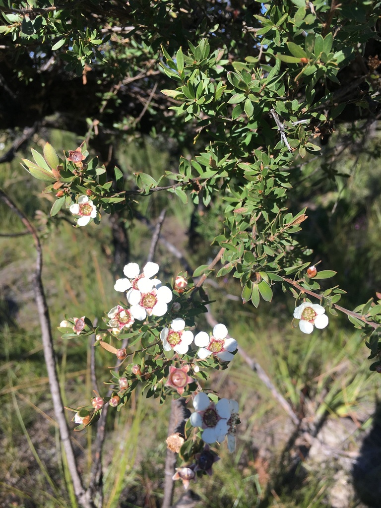 Tea Trees from Royal National Park NSW 2233, Australia on August 16 ...