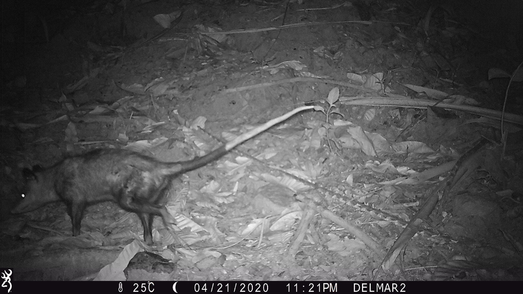 Southern Opossum from Provincia de Guanacaste, Costa Rica on April 21 ...