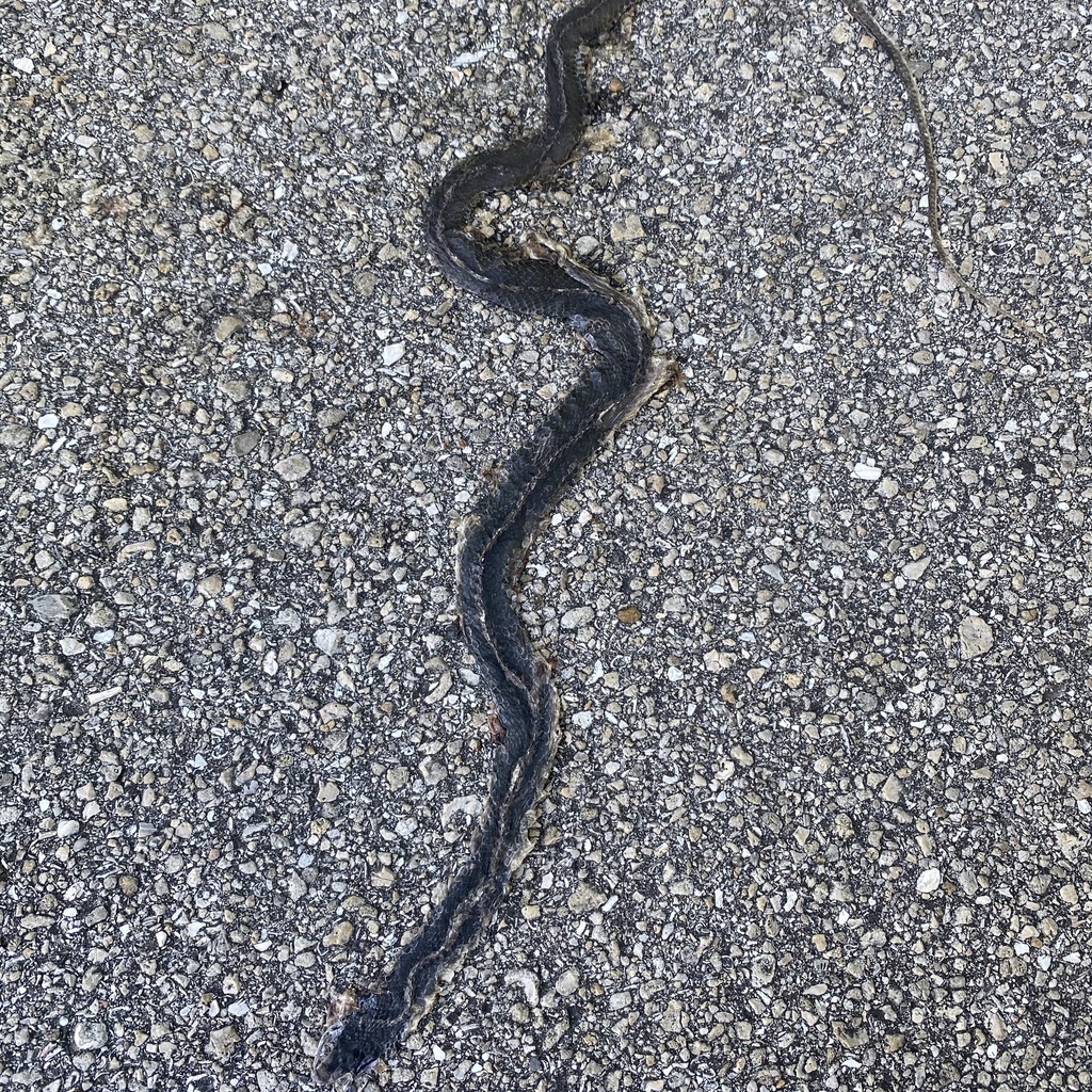 Colubrine Snakes from Second Ave E, Bradenton, FL, US on April 27, 2020 ...