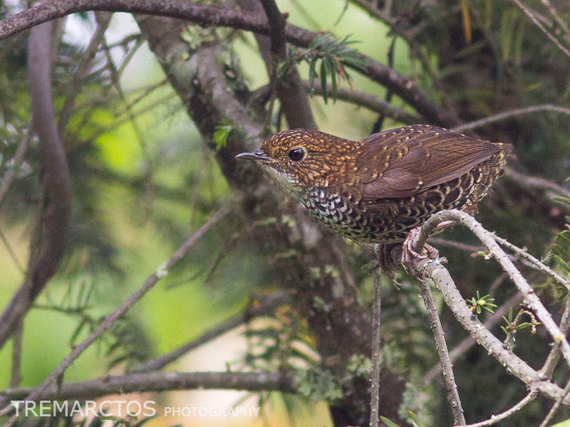 Scaly-breasted Cupwing from Mandala Road on May 19, 2015 at 11:37 PM by ...