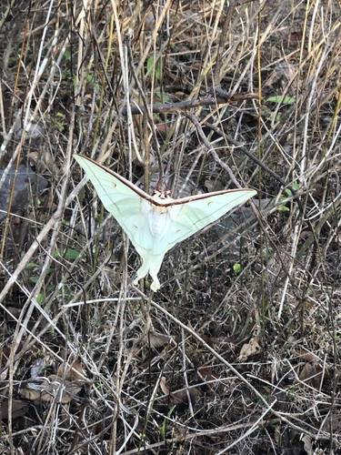 Actias callandra · iNaturalist
