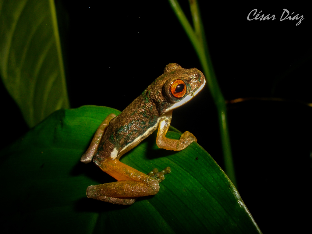Gloomy Mountain Stream Frog in June 2015 by César A. Díaz-Marín ...