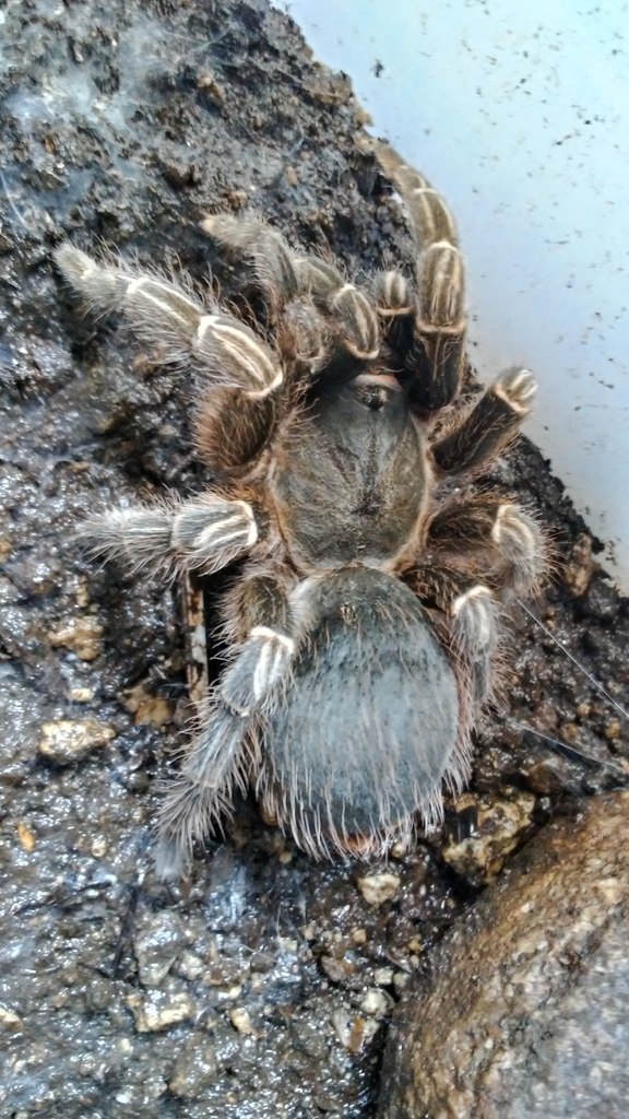 Costa Rican Striped-knee Tarantula from Chalchuapa on November 19, 2019 ...