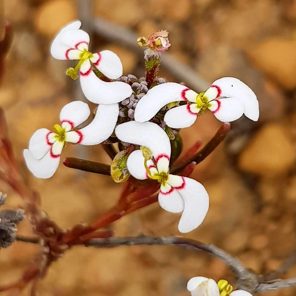 Stylidium eriopodum from Dryandra on November 16, 2018 by Alex Thomsen ...