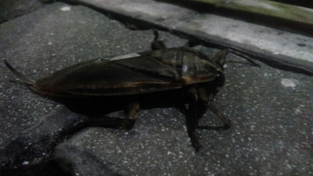 Asian Giant Water Bug from BSD Serpong on May 23, 2020 at 08:10 PM by ...