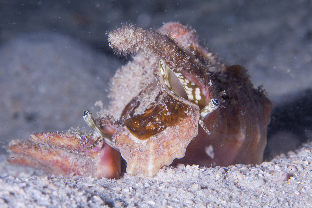 Lambis from Kavieng, PG-NI, PG on October 02, 2014 at 10:11 PM by daan ...