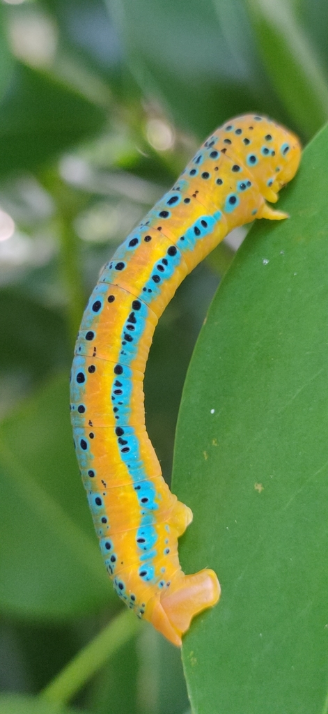 Blue Tiger Moth from Kerala 688540, India on May 23, 2020 at 03:40 PM ...