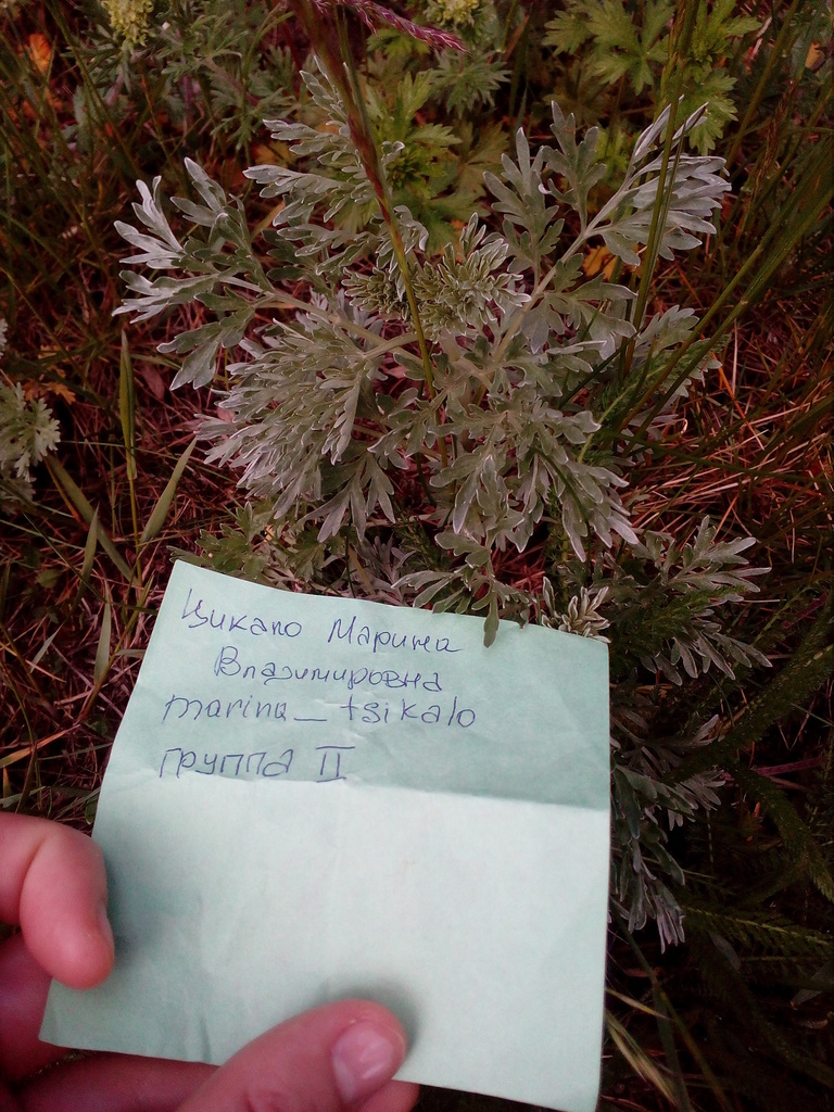 absinthe wormwood from Слепянская водная система, Минск, Беларусь on ...