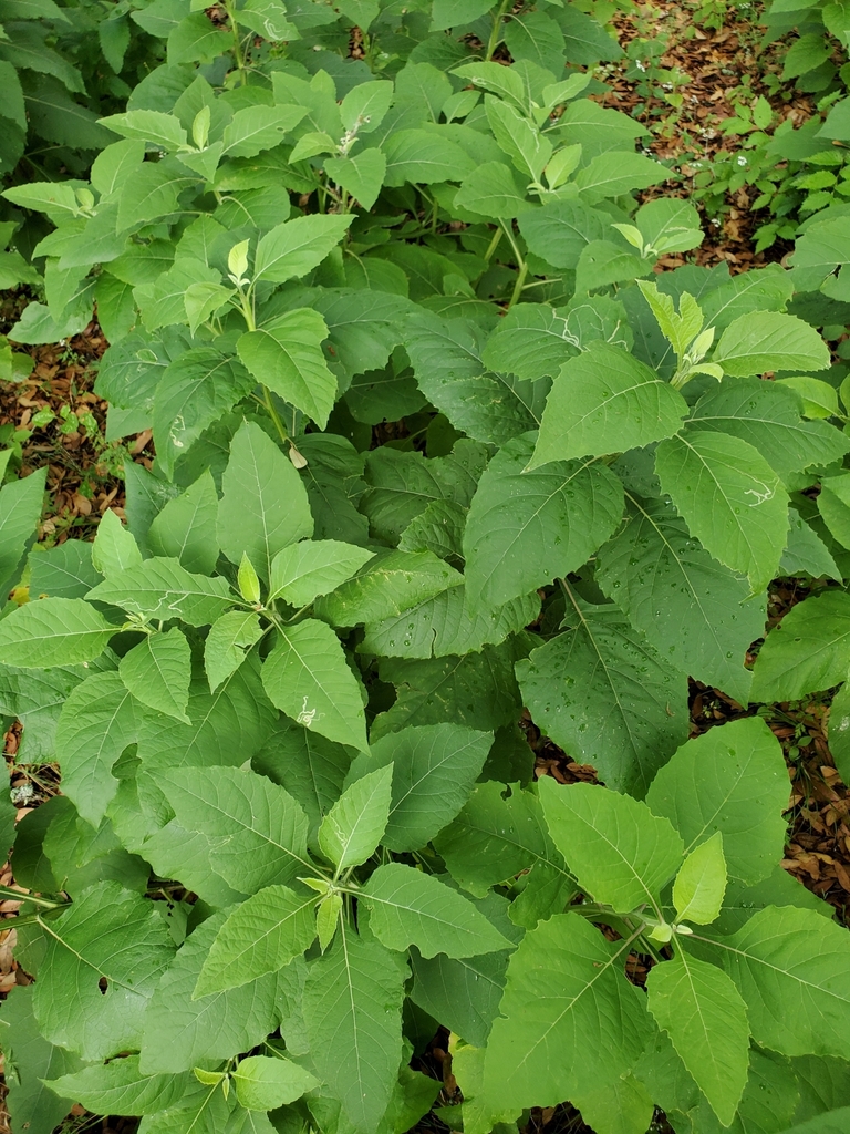 crownbeard from Burnet County, US-TX, US on October 06, 2000 at 08:18 ...