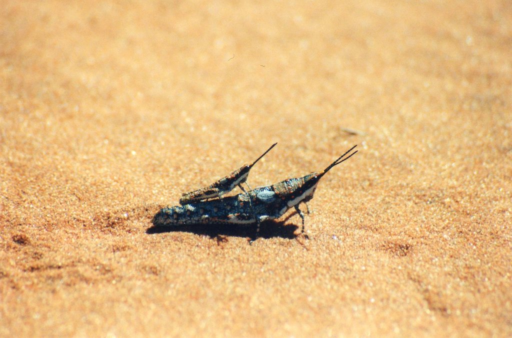Monistria cicatricosa from Yulara NT 0872, Australia on April 15, 1990 ...